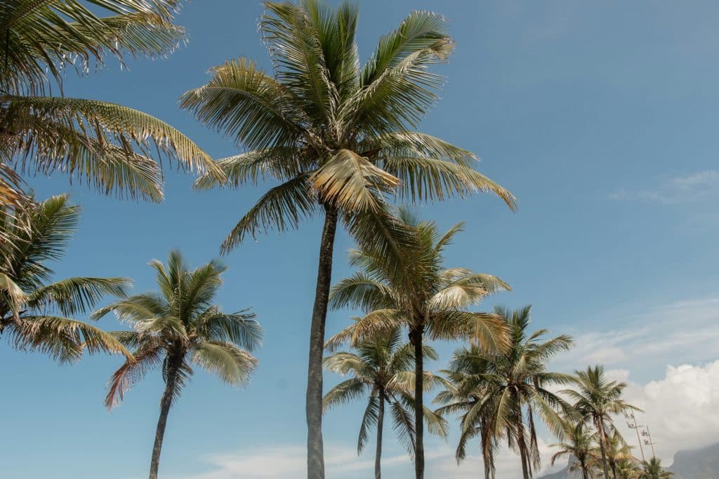 Elite Escorts Miami | South Florida's Premium Companions